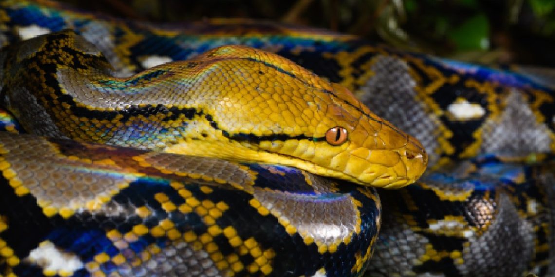 Essa é a única cobra capaz de engolir um ser humano inteiro