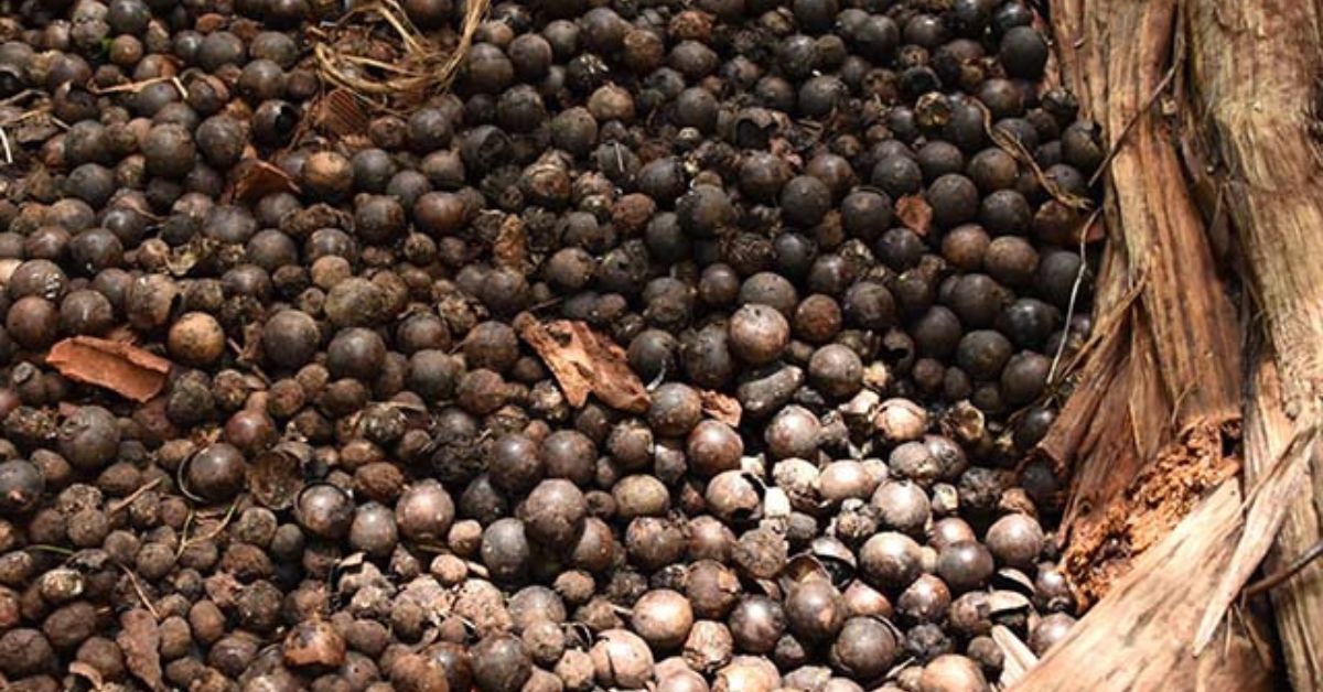 Projeto estimula produção de macaúba