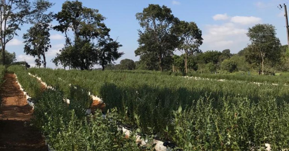 Cultivo de mirtilos sustentável é aposta de fazenda em Arcos-MG