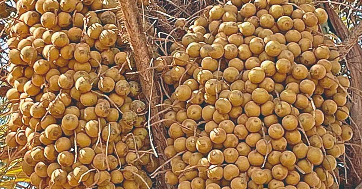 Acelen Agripark chega em Montes Claros para cultivar macaúba