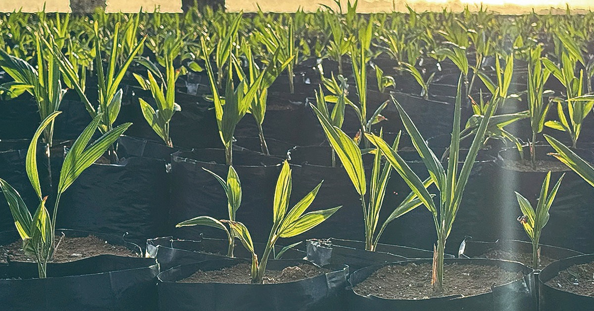 Acelen Agripark chega em Montes Claros para cultivar macaúba