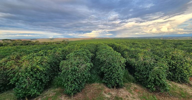 Venda de café no Brasil é impulsionada por safra recorde e preços